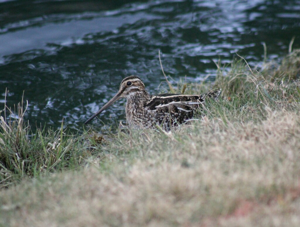 Wilson's Snipe from Tubac, AZ, USA on November 30, 2023 by Nate ...