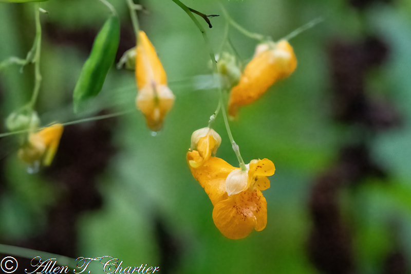 common jewelweed in September 2023 by Allen Chartier. [Balsaminaceae ...
