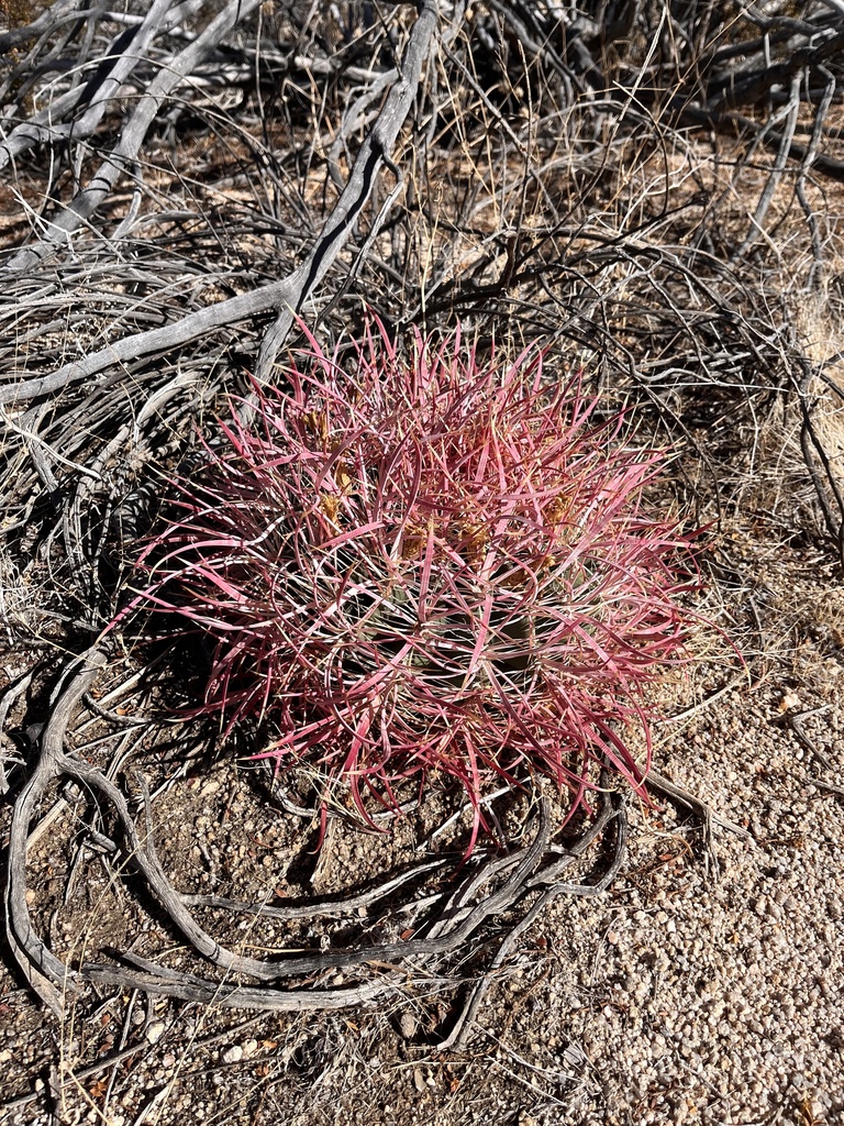 California Barrel Cactus from Joshua Tree National Park, Twentynine ...