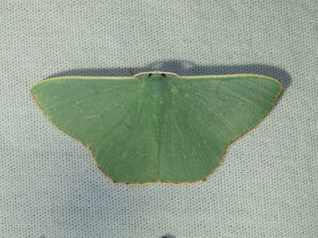 Geometer Moths from Wondecla QLD 4887, Australia on January 4, 2024 at ...