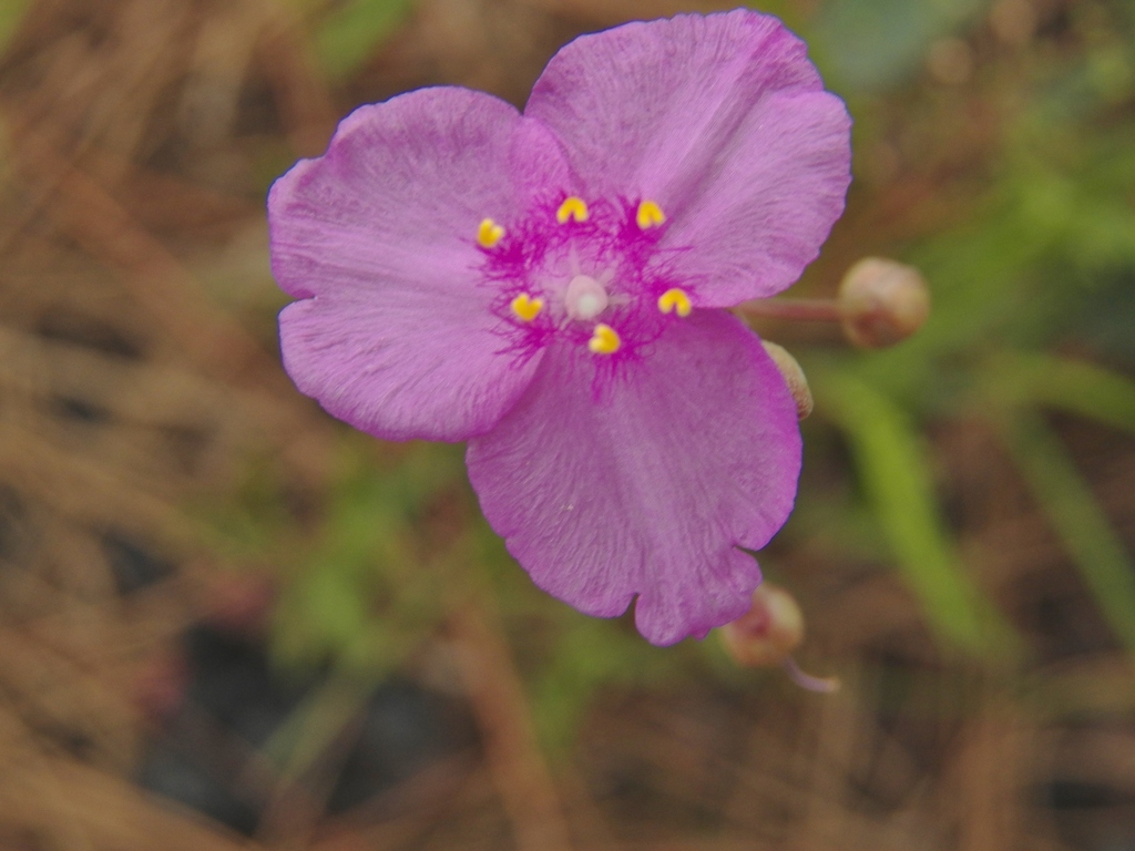 Scrub roseling from Oscar Scherer State Park, 1843 S Tamiami Trail ...