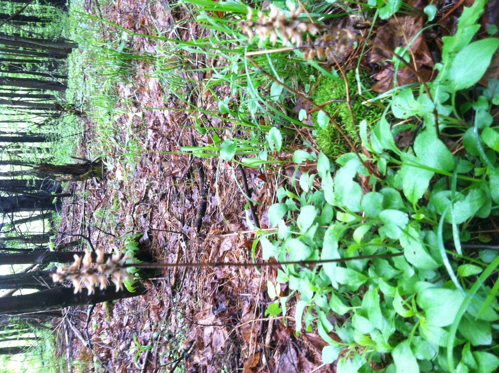 common selfheal from Flora White Rd, Goshen, VT on May 26, 2013 by Bob ...