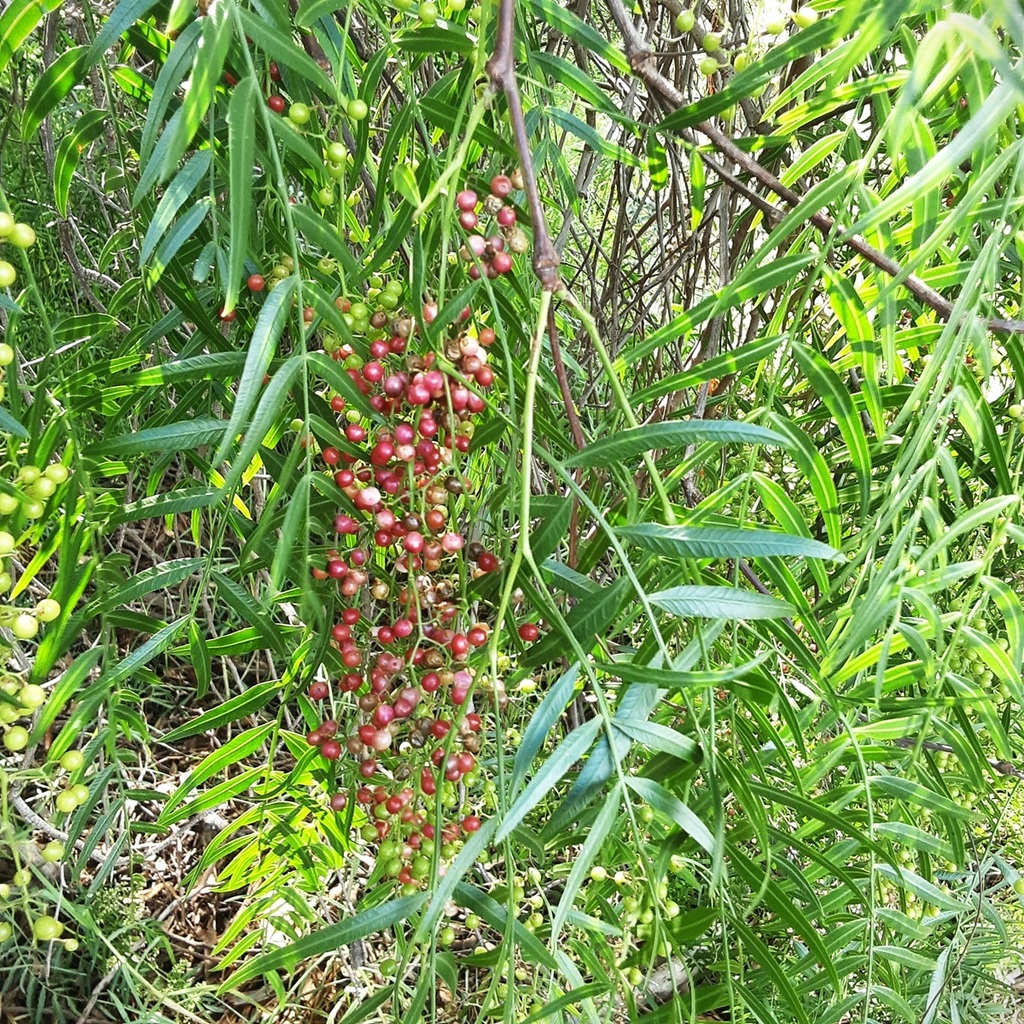 Peruvian Pepper Tree from Bogee NSW 2849, Australia on January 9, 2024 ...