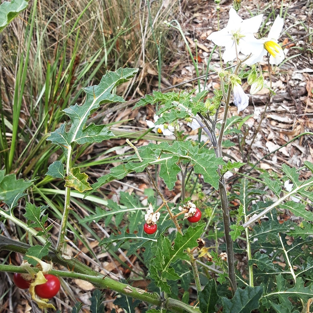 Red Buffalo-bur from Bogee NSW 2849, Australia on January 9, 2024 at 03 ...