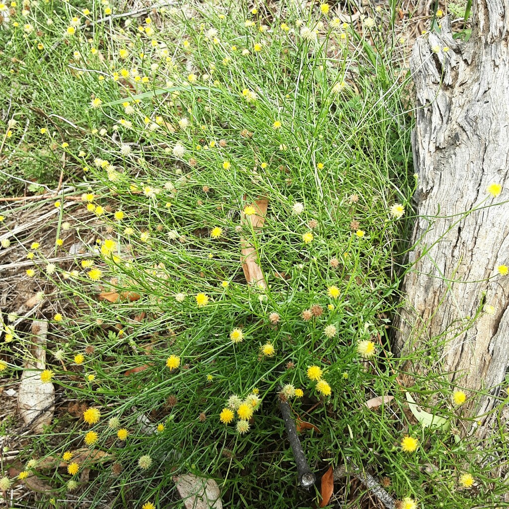 Bur Daisy from Bogee NSW 2849, Australia on January 9, 2024 at 03:43 PM ...