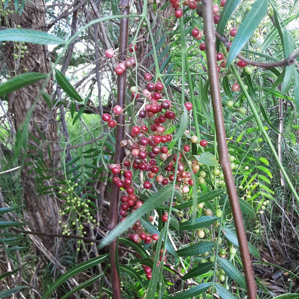 Peruvian Pepper Tree from Bogee NSW 2849, Australia on January 9, 2024 ...