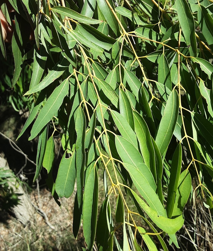 Rough-barked Apple from Capertee NSW 2846, Australia on January 9, 2024 ...