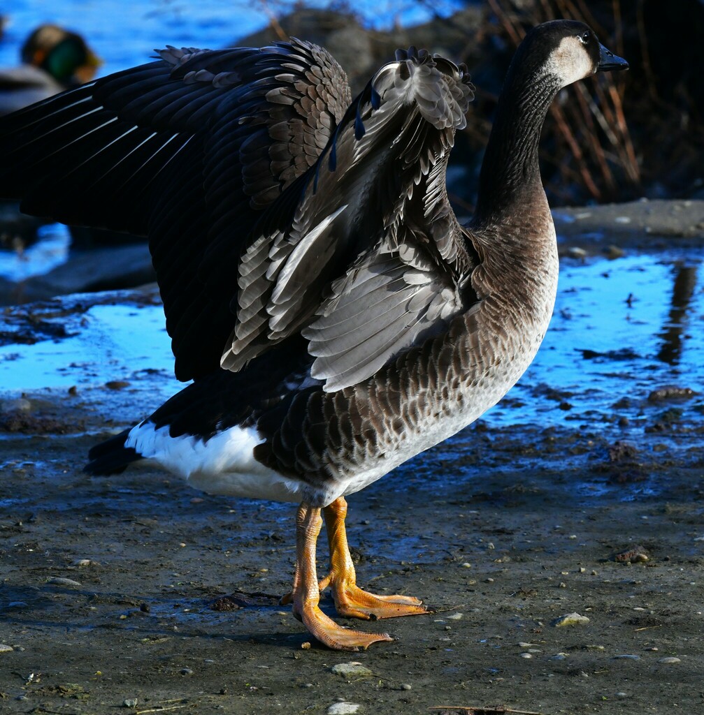 Black Geese × Grey Geese from Kennewick, WA, USA on January 10, 2024 at ...