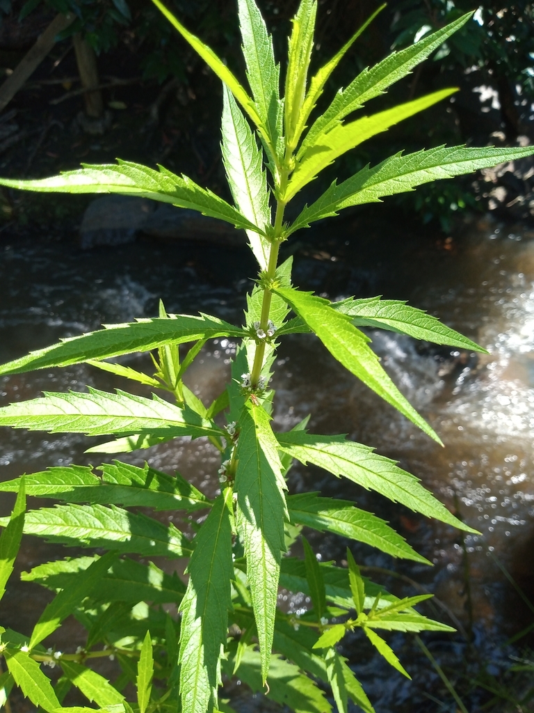 Lycopus australis from Belgrave VIC 3160, Australia on January 11, 2024 ...