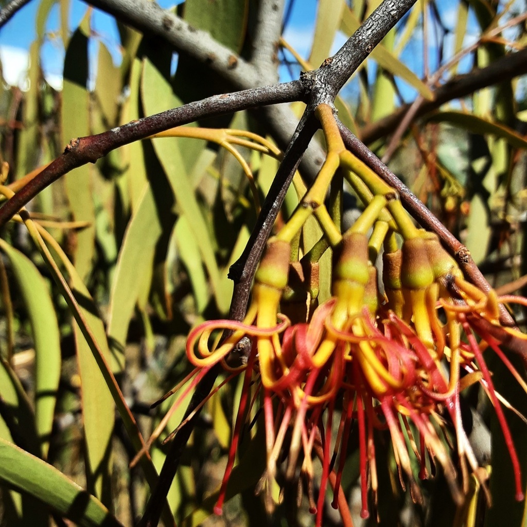 Box Mistletoe from Capertee NSW 2846, Australia on January 9, 2024 at ...