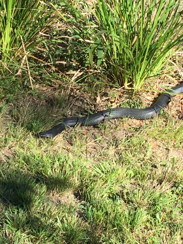 Red-bellied Black Snake from Coomba Park NSW 2428, Australia on ...