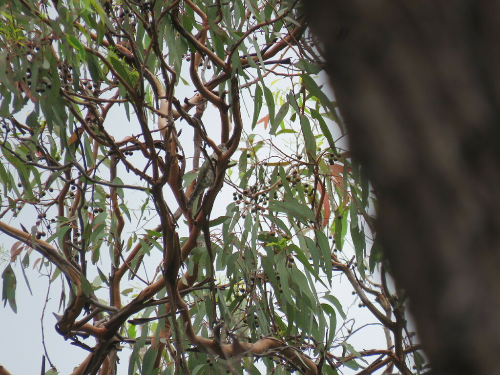 Shining Bronze-Cuckoo from Sydney NSW, Australia on January 11, 2024 at ...