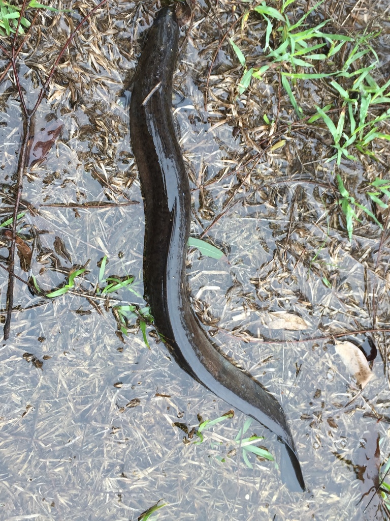 Short-finned Eel from Coomba Park NSW 2428, Australia on February 10 ...