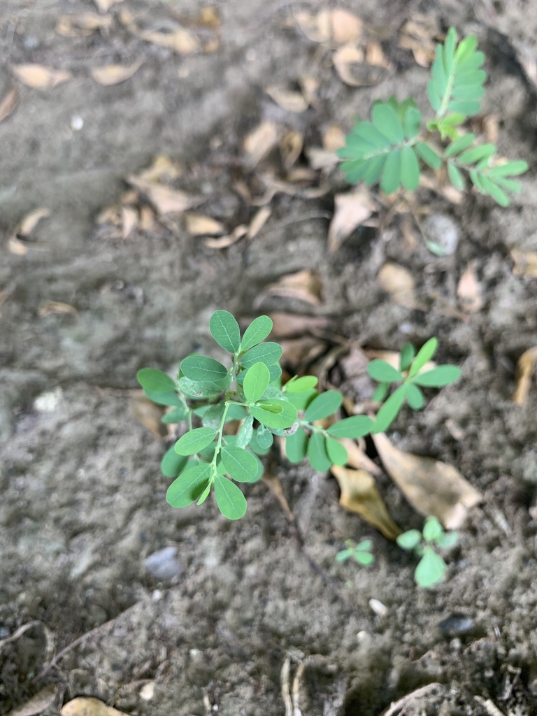 Mascarene Island leaf-flower from Mapúa Malayan College Mindanao, Davao ...