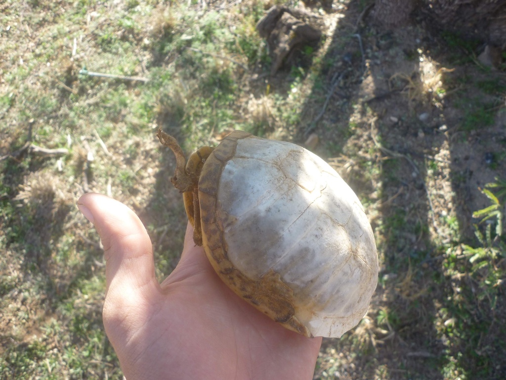 Ornate Box Turtle in December 2011 by jrmorris · iNaturalist