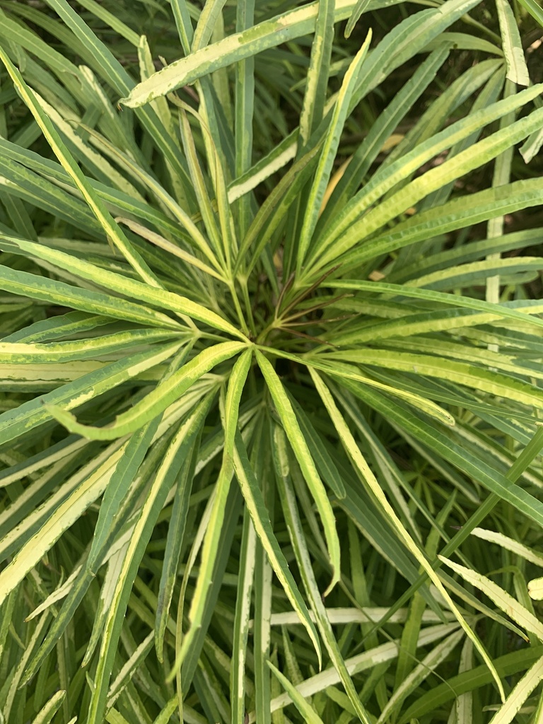 miagos bush from Mapúa Malayan College Mindanao, Davao City, Davao Del ...