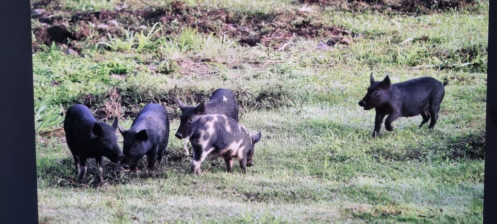 Eurasian Wild Pig from Netherdale QLD 4756, Australia on July 5, 2021 ...