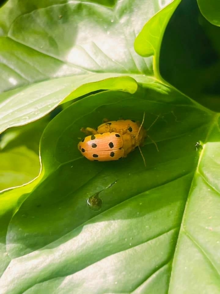 Podontia quatuordecimpunctata from Fairview, Seychelles on January 1 ...