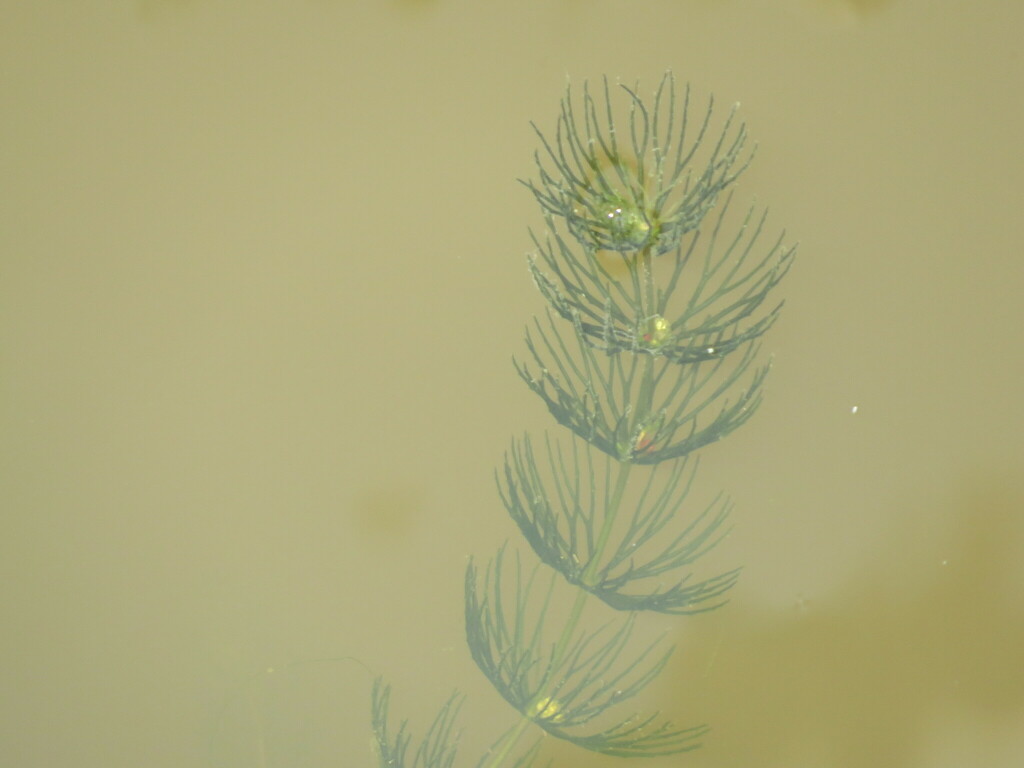 coontail from Brisbane QLD, Australia on January 11, 2024 at 01:08 PM ...