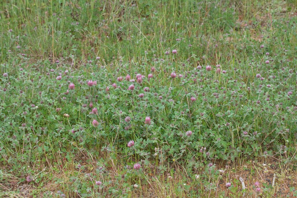 Rose Clover from Serviceton VIC 3420, Australia on October 18, 2022 at ...