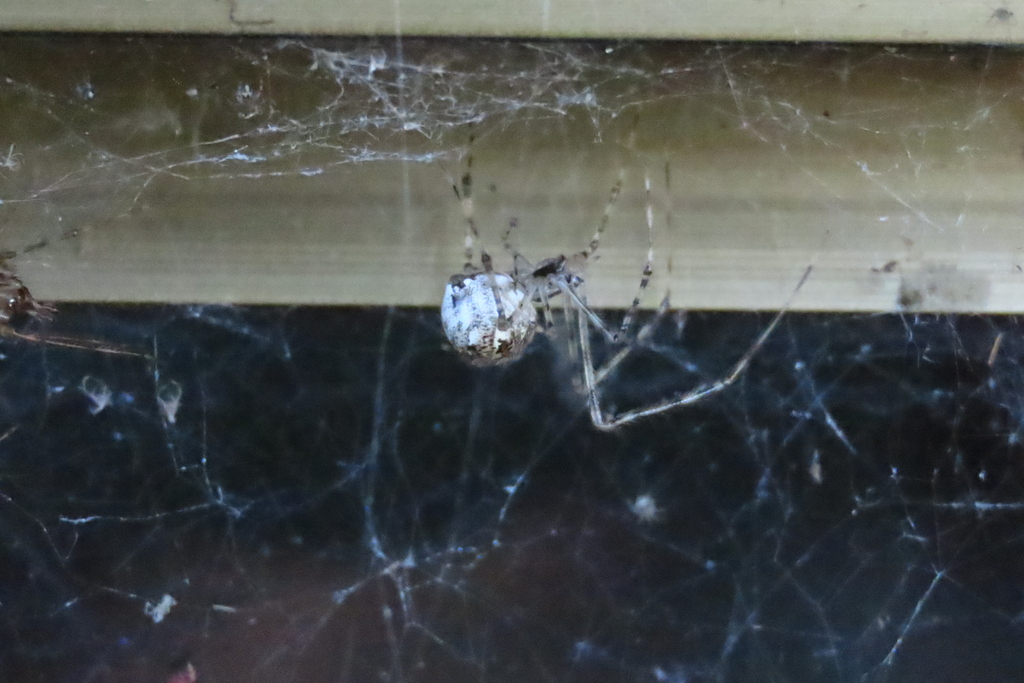 White porch spider from Coomba Park NSW 2428, Australia on January 11 ...