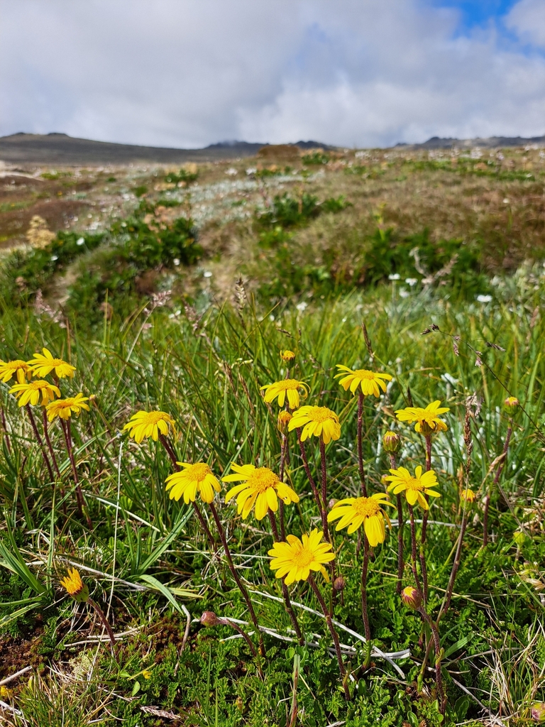 alpine groundsel from Munyang NSW, Australia on January 5, 2024 at 10: ...