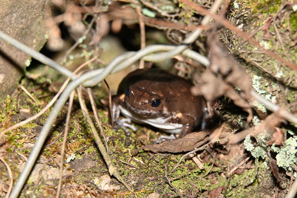 Asian Painted Frog from Tambunan, Sabah, Malaysia on January 7, 2024 at ...