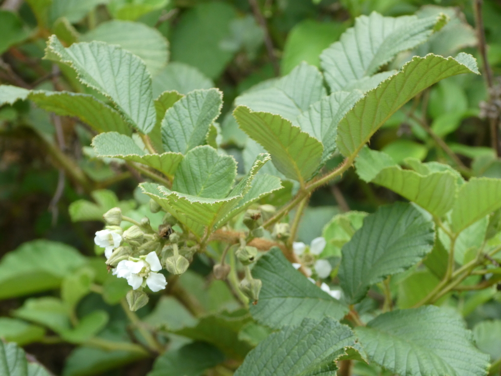 Yellow Himalayan Raspberry in January 2024 by Sylvia Felicity Ann ...
