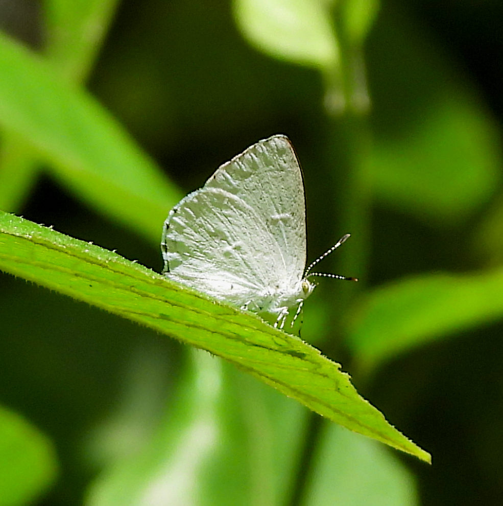 Purple Moonbeam from Wightman Reserve, Arana Hills, Brisbane QLD ...