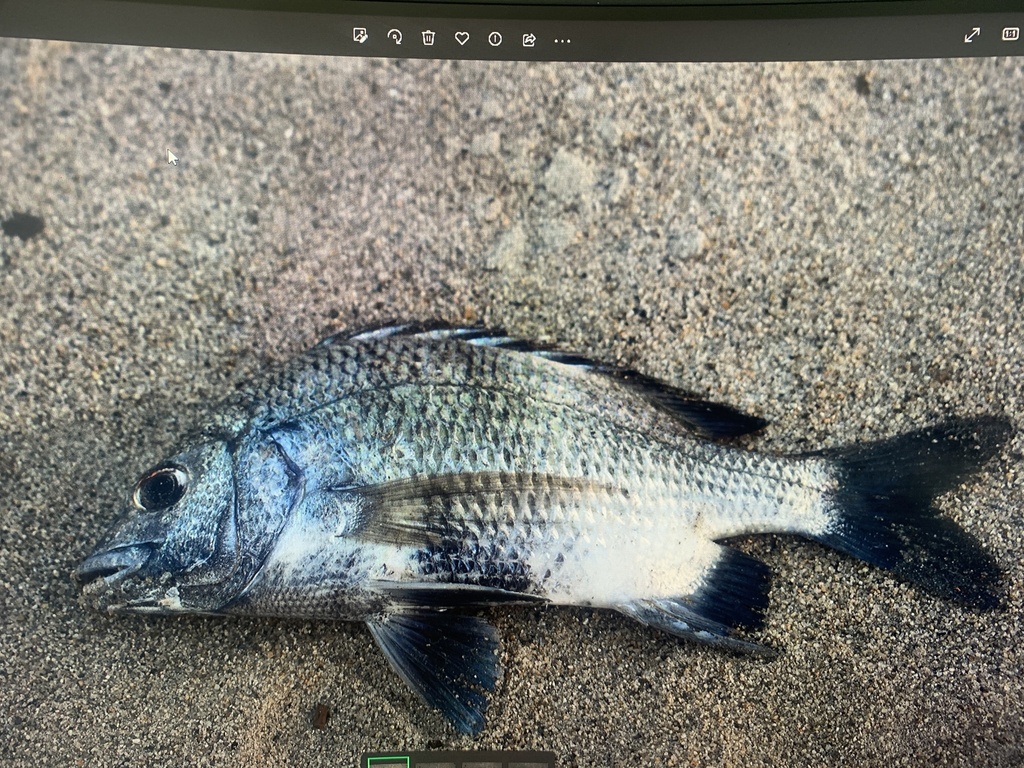 Pikey Bream from Weary Bay, Bloomfield, QLD, AU on October 30, 2023 at ...
