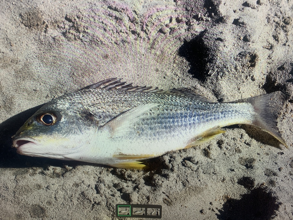 Silver Javelin from Weary Bay, Bloomfield, QLD, AU on October 30, 2023 ...