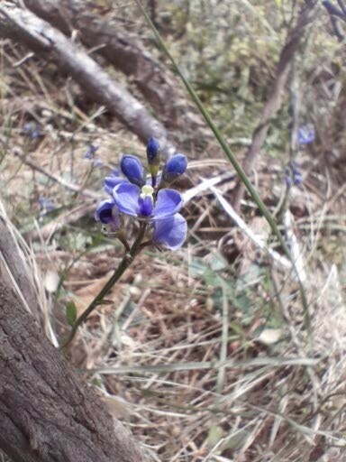 Blue Spike Milkwort from Cape Nelson, Australia on December 9, 2023 at ...