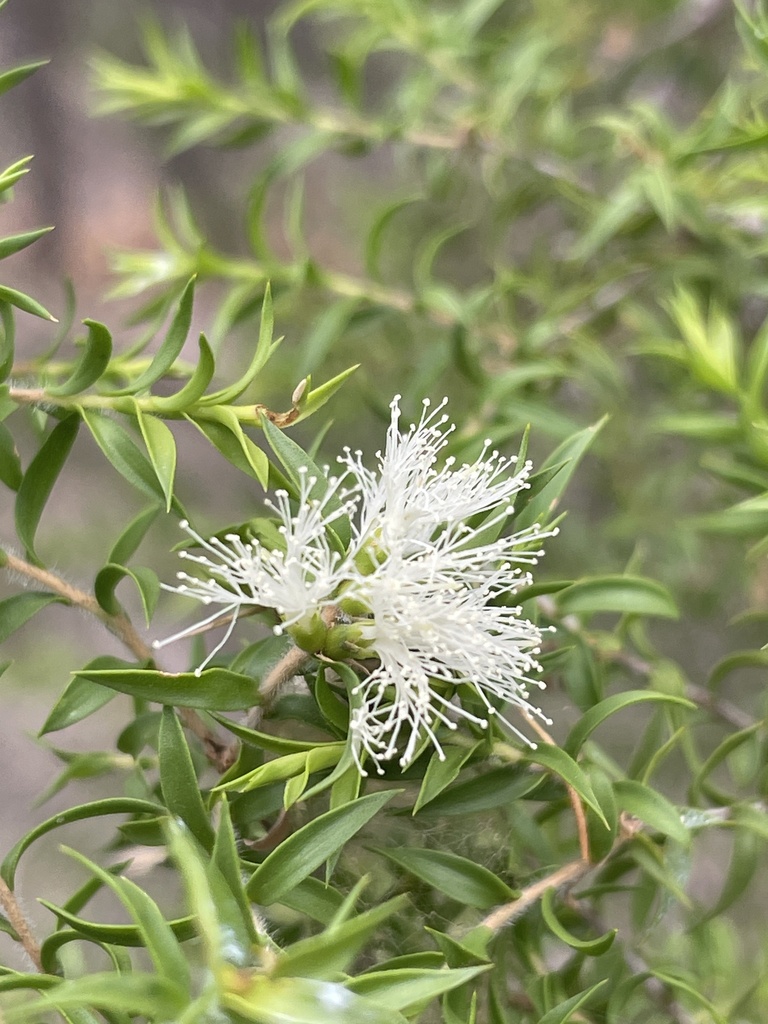 black tea-tree from Chinchilla, AU-QL, AU on January 09, 2024 at 11:46 ...