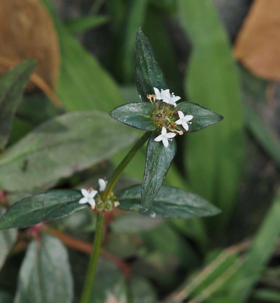 Woodland false buttonweed from Kaohsiung, Kaohsiung, Taiwan on January ...