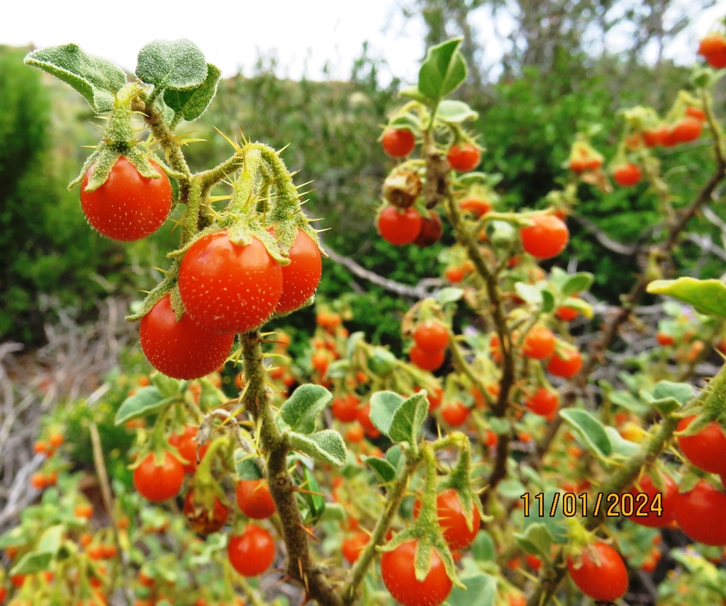 Common Snake-apple from Ladismith, 6655, South Africa on January 11 ...