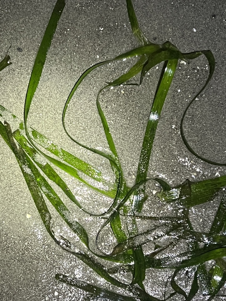 Eelgrass from North Pacific Ocean, Anacortes, WA, US on January 10 ...