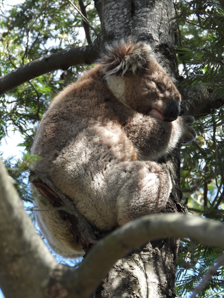 Victorian Koala from Cranbourne VIC 3977, Australia on January 11, 2024 ...
