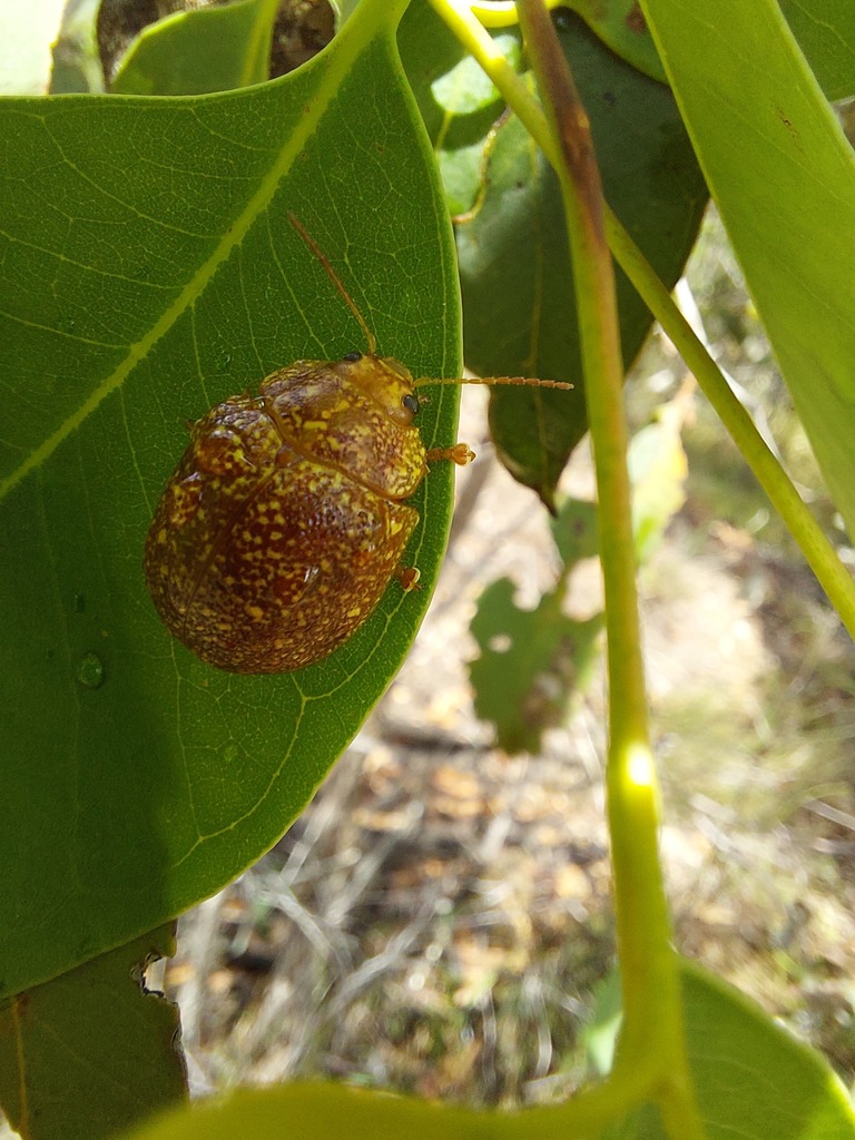 Paropsis variolosa from Brisbane QLD, Australia on January 11, 2024 at ...