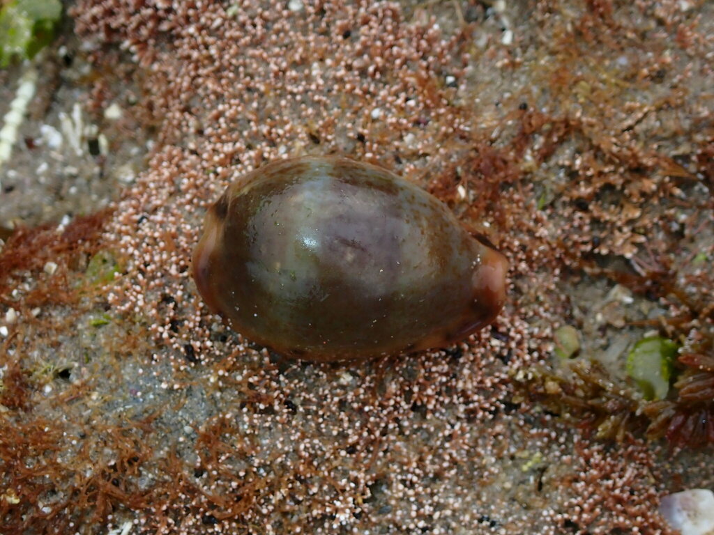 yellow-toothed cowrie from Woolgoolga NSW 2456, Australia on January 11 ...