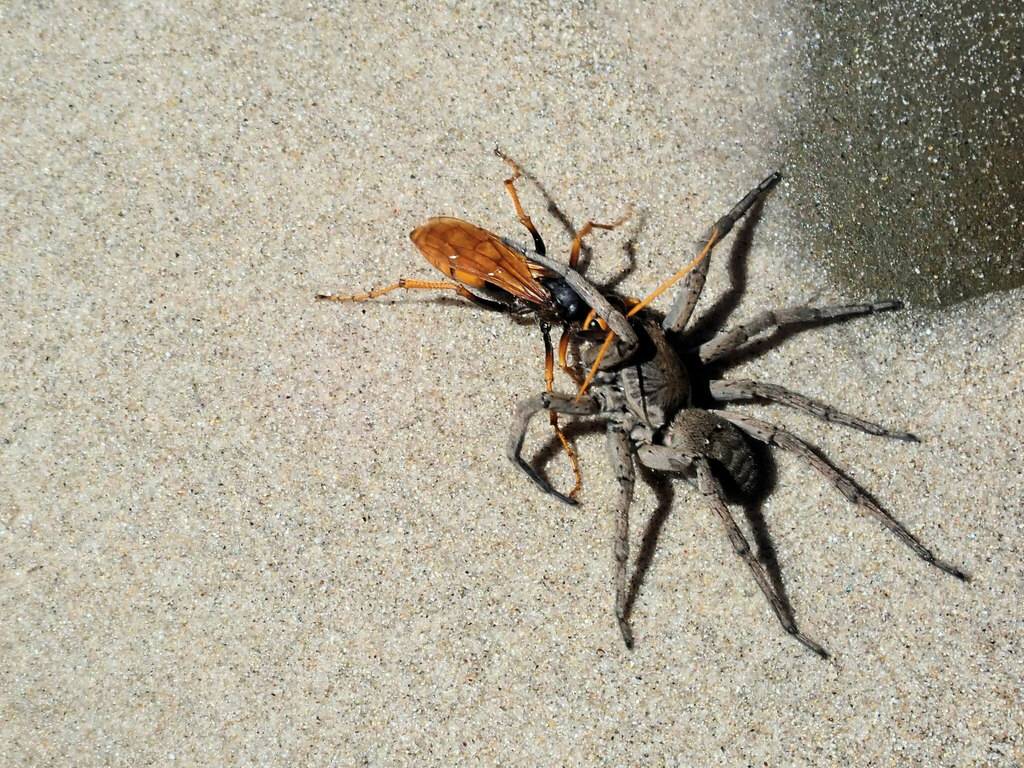 Golden Spider Wasp from Sellicks Reef, SA, Australia on January 11 ...