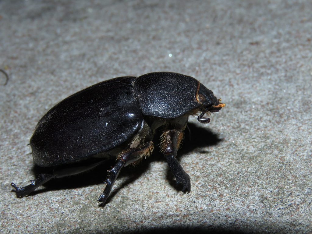 Australian Rhinoceros Beetle in January 2024 by Josh Magro · iNaturalist