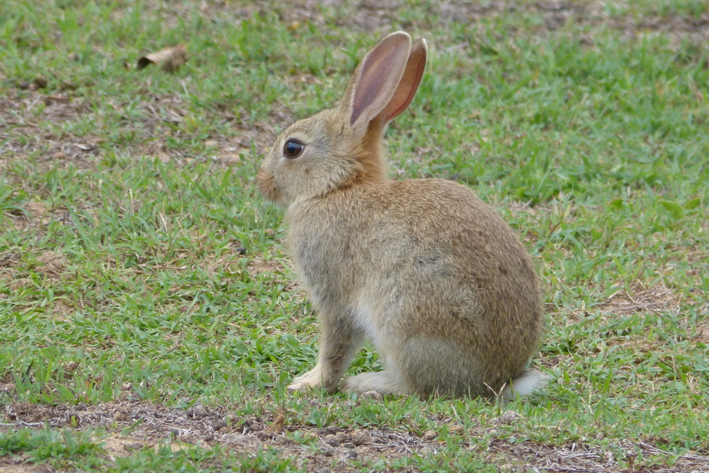 European Rabbit from North Avoca NSW 2260, Australia on January 1, 2024 ...
