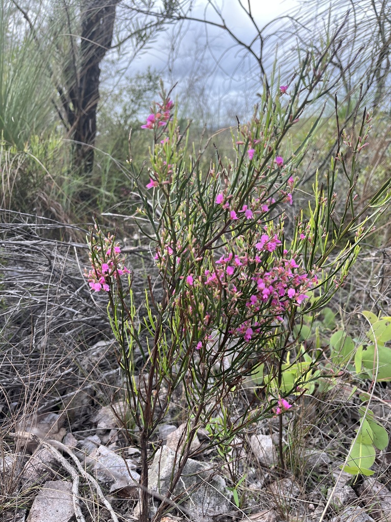 Jacksonia thesioides from Yourka Reserve, Glen Ruth, QLD, AU on January ...