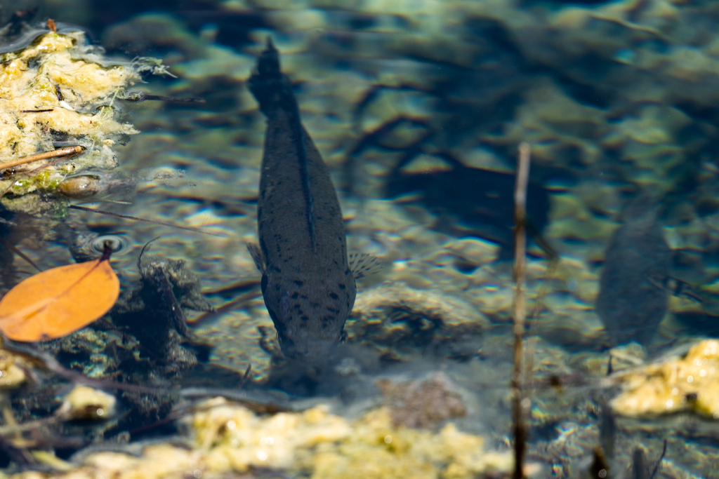 Forest Snakehead from Khao Phanom, TH-KR, TH on July 3, 2022 at 12:41 ...