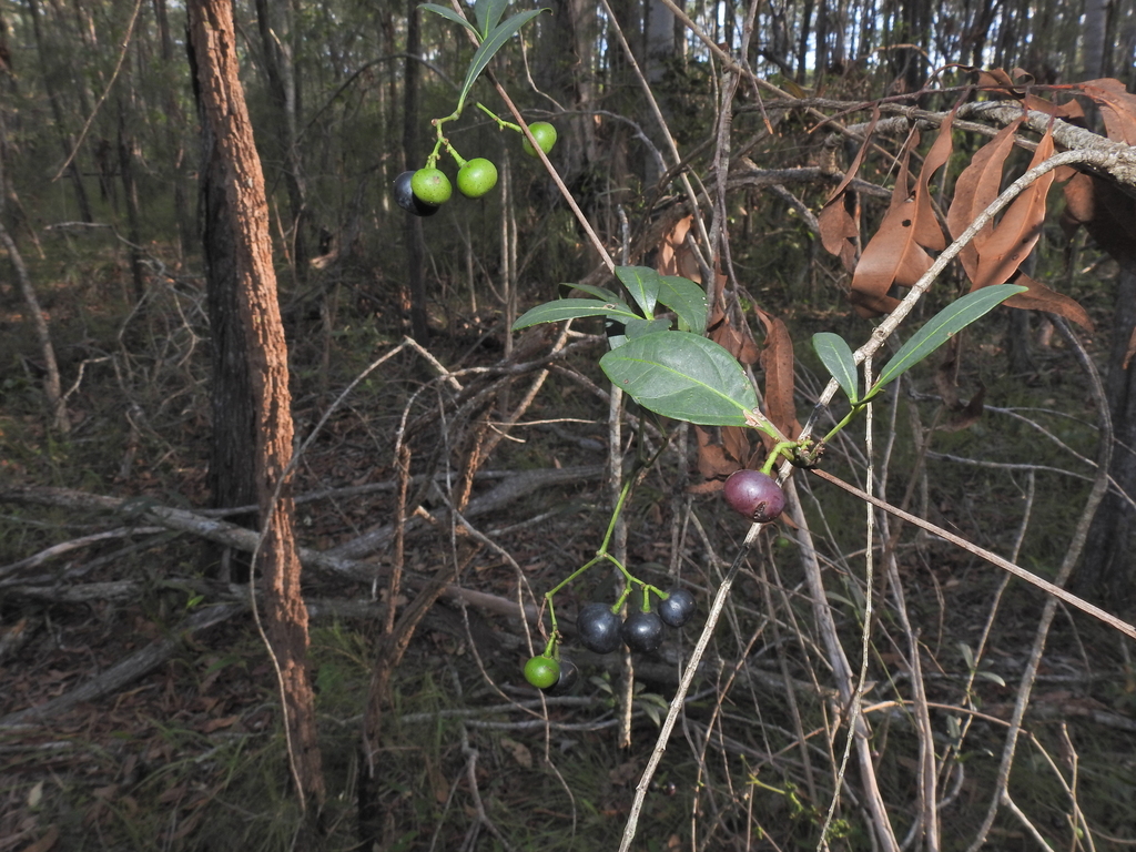 Pepper Vine from Talegalla Weir QLD 4650, Australia on January 11, 2024 ...