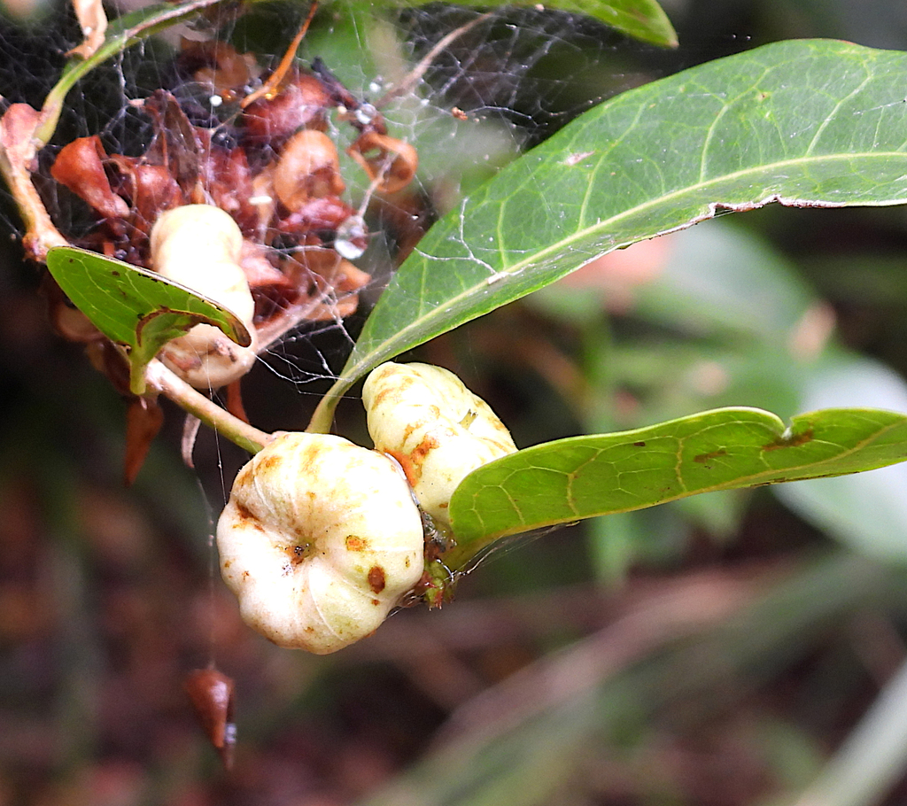 Cheese Tree from Wightman Reserve, Arana Hills, Brisbane QLD, Australia ...