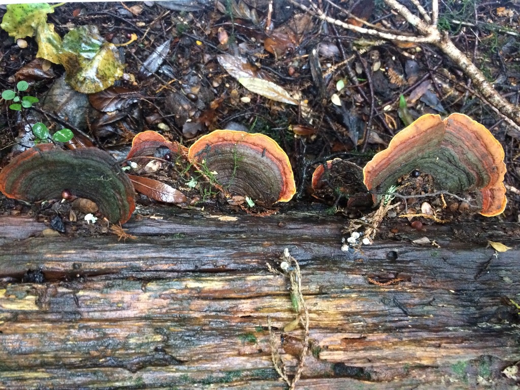 Stereum versicolor from Lords Bush Scenic Reserve, Selwyn, Canterbury ...