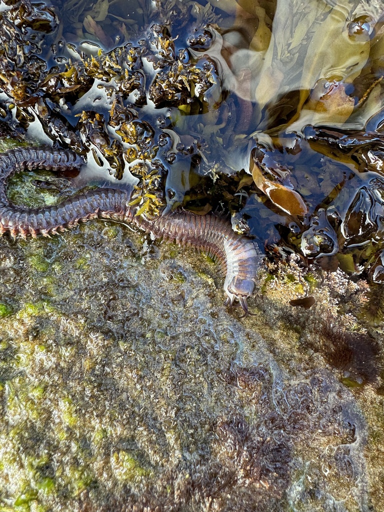 Eunicida from Bateau Bay, Bateau Bay, NSW, AU on January 11, 2024 at 06 ...