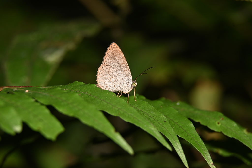 Allotinus nicholsi from Tambunan, Sabah, Malaysia on January 8, 2024 at ...