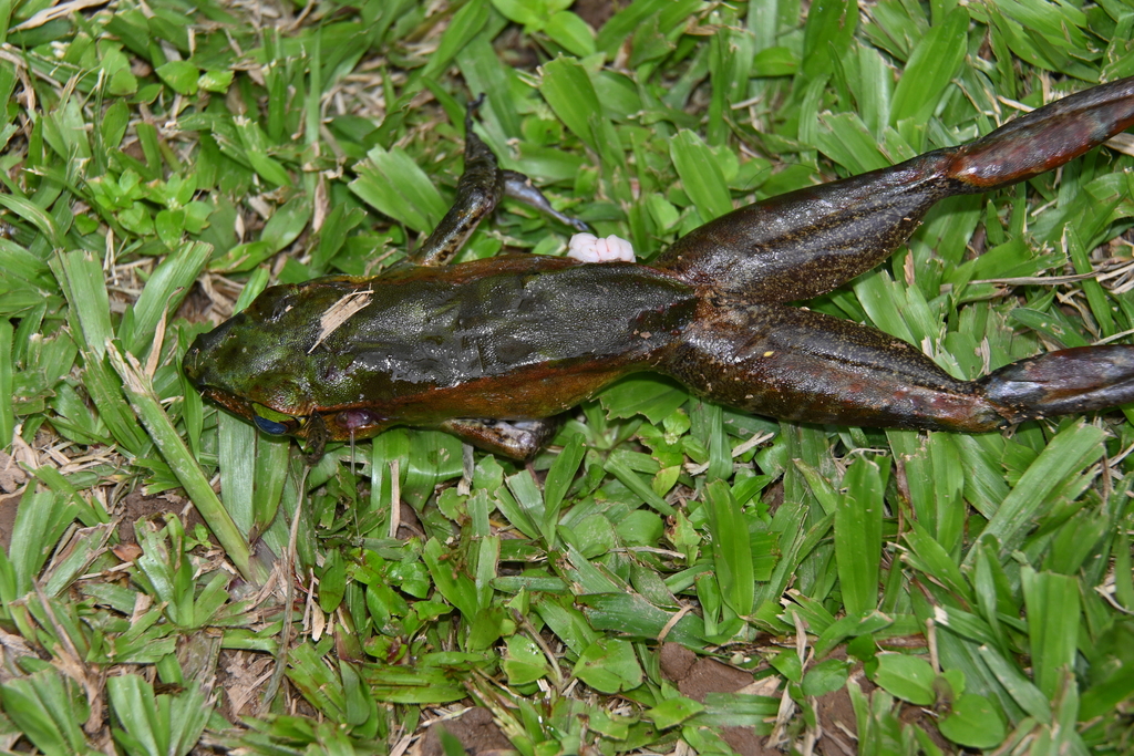 Typical Frogs from Tambunan, Sabah, Malaysia on January 8, 2024 at 04: ...